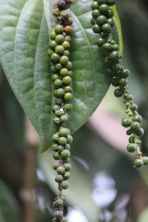 Coorg, Indeed the Scotland of India! – Chef Reetu Uday Kugaji